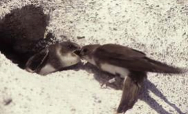 Protection of a major sand martin colony - Aggregates Europe