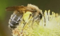 To protect a flowering landscape with an exceptional insect population ...