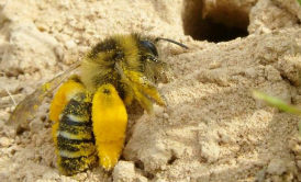 To protect insects such as rare wild-bee species - Aggregates Europe