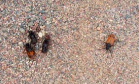 Census on insects in 50 extraction sites near Stockholm - Aggregates Europe